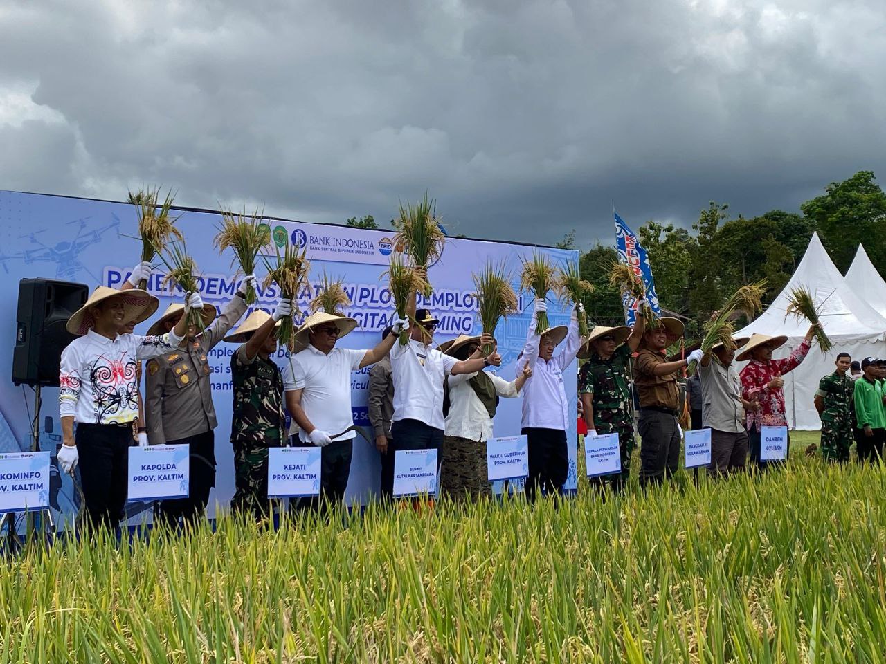 Panen Demplot Padi Meningkat Berkat Inovasi Digital Farming - Kaltim Kece